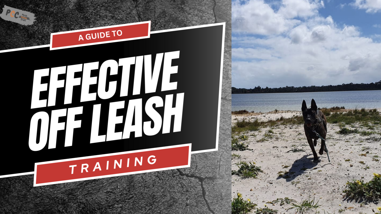 Guide to Effective Leash Training: From Tethering to Off-Leash | Perth ...
